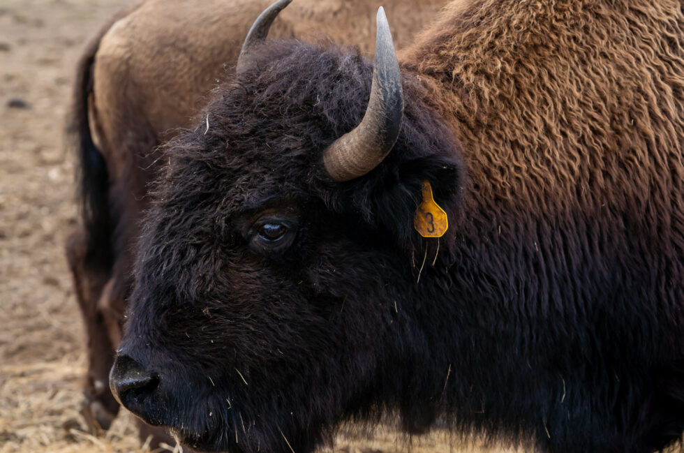 Buy a Half Bison or Whole Bison | White Bison Ranch