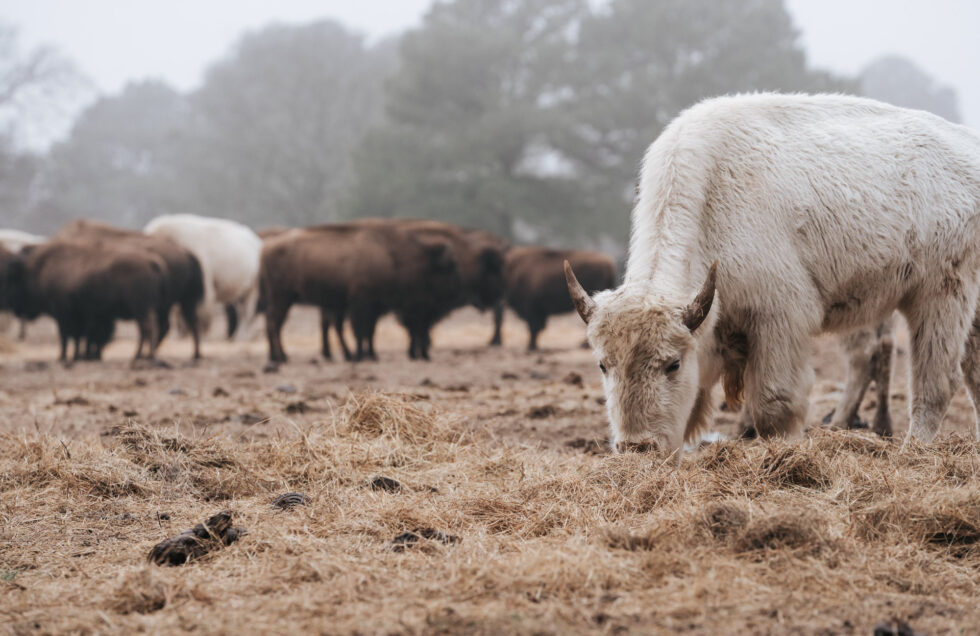 About Us | White Bison Ranch
